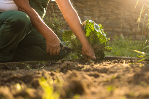 Seeds for Fall Planting Season