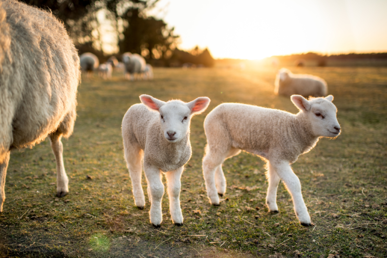 Lambing Supplies Checklist
