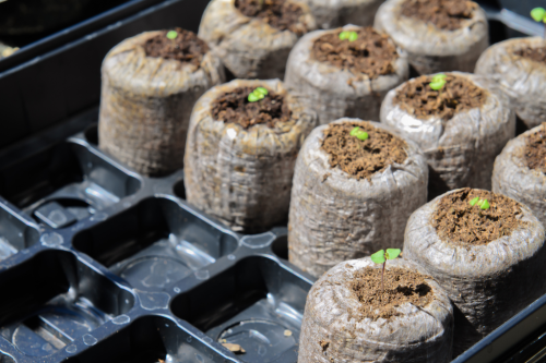 Starting Seeds Indoors Using Peat Pellets