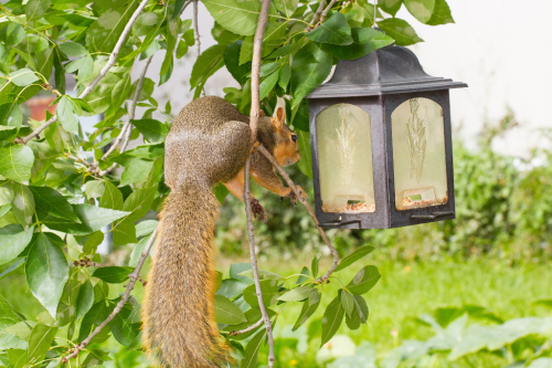 How to Squirrel-Proof Your Bird Feeders