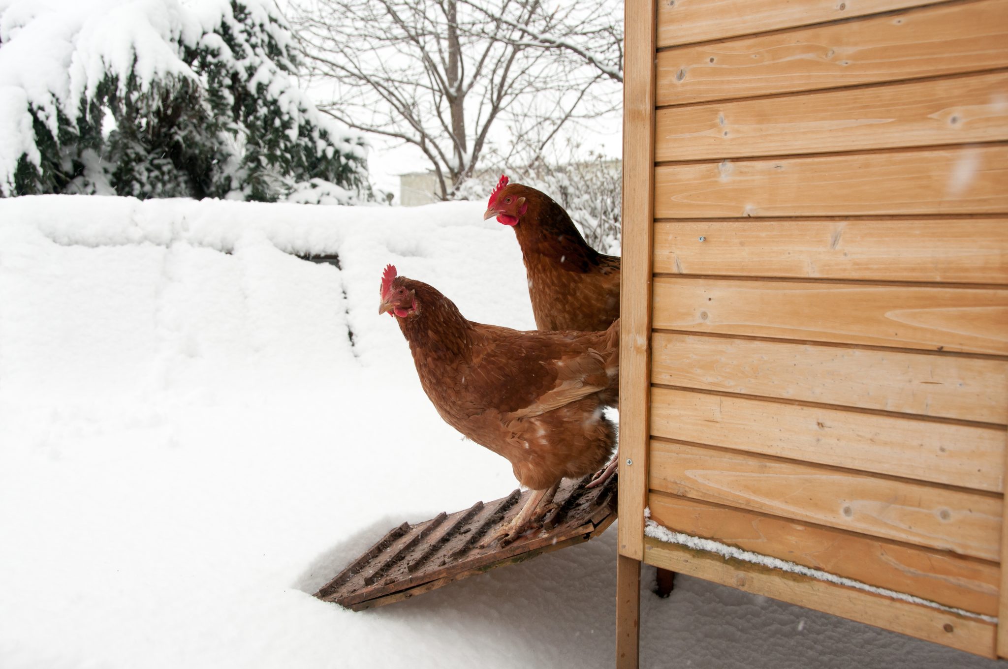 How to Prevent Frostbite in Chickens